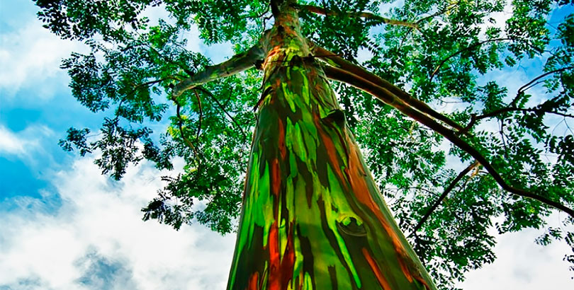 ¿Has visto árboles de colores? en filipinas los puedes encontrar HOYSOY ...