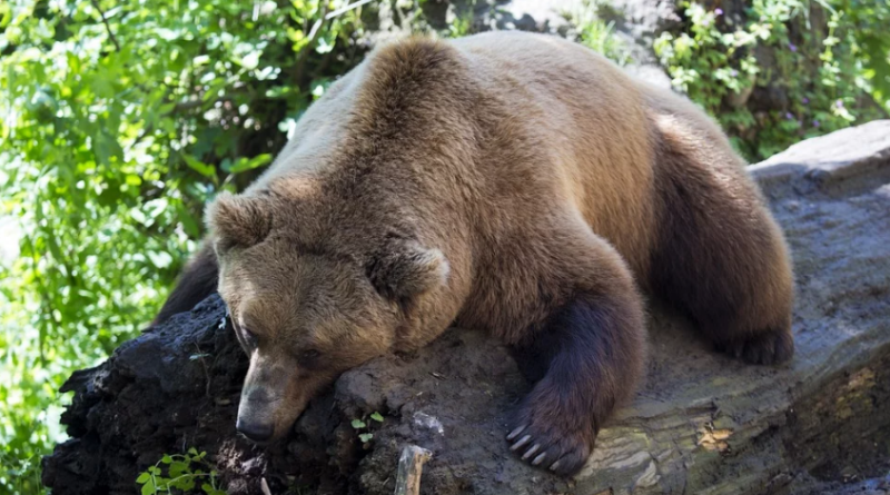 La obesidad saludable de los osos, el superpoder que la ciencia quiere ...